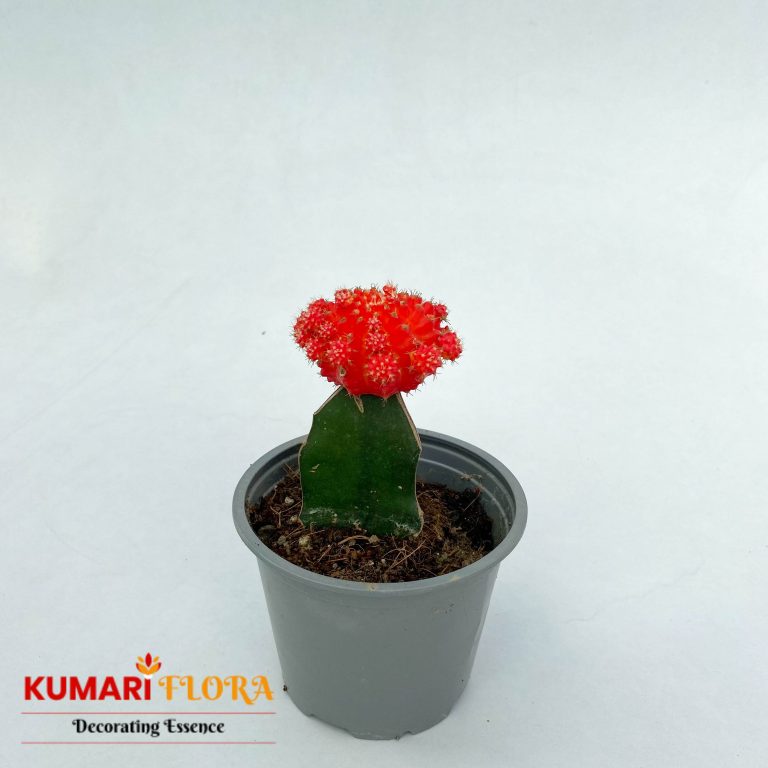 Kumari Flora – Best Nursery in Kathmandu, Nepal