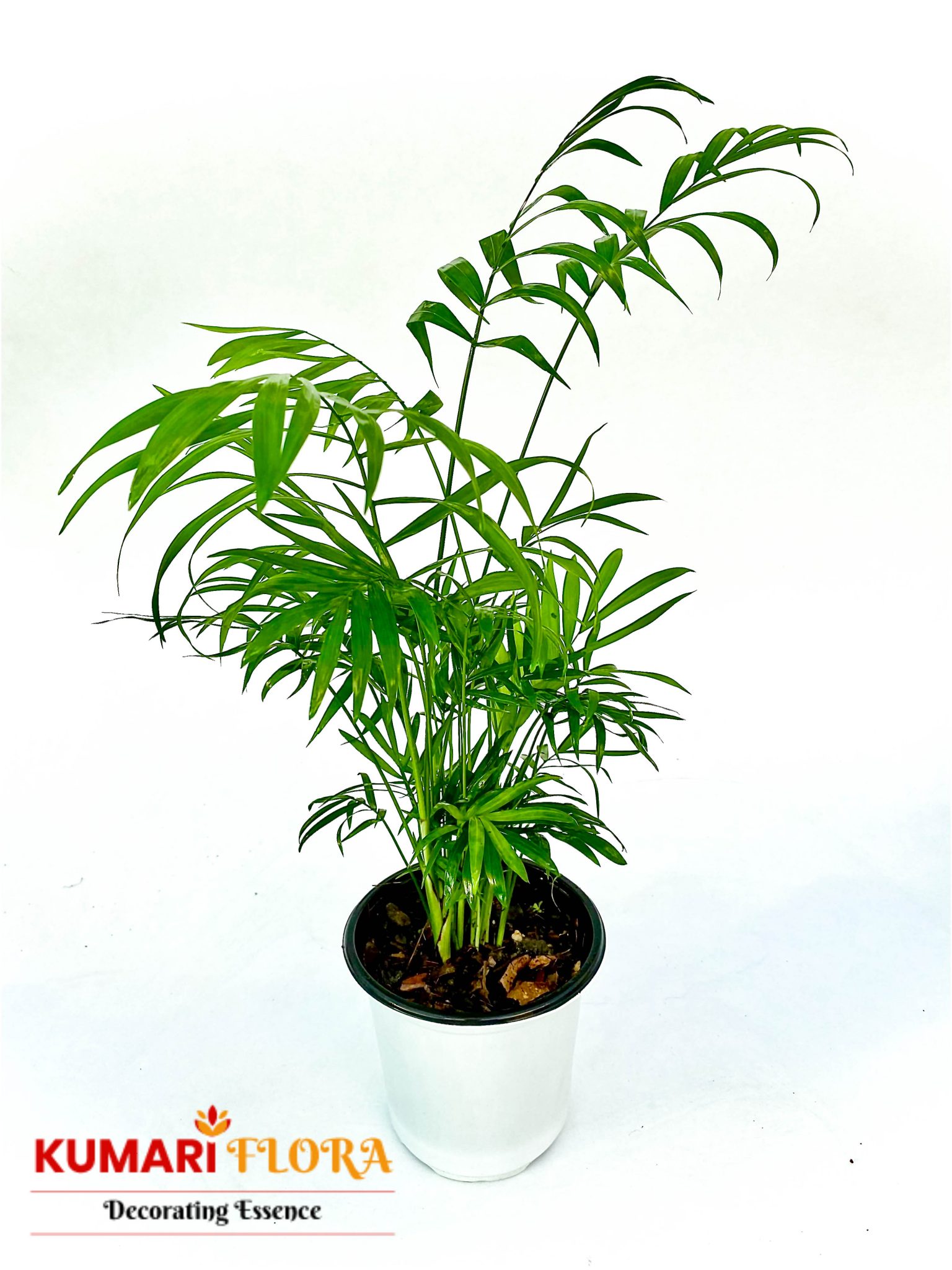 Chamaedorea Elegans Big (Parlor Palm) – Kumari Flora
