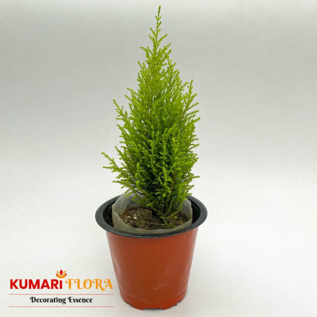 Trees – Kumari Flora