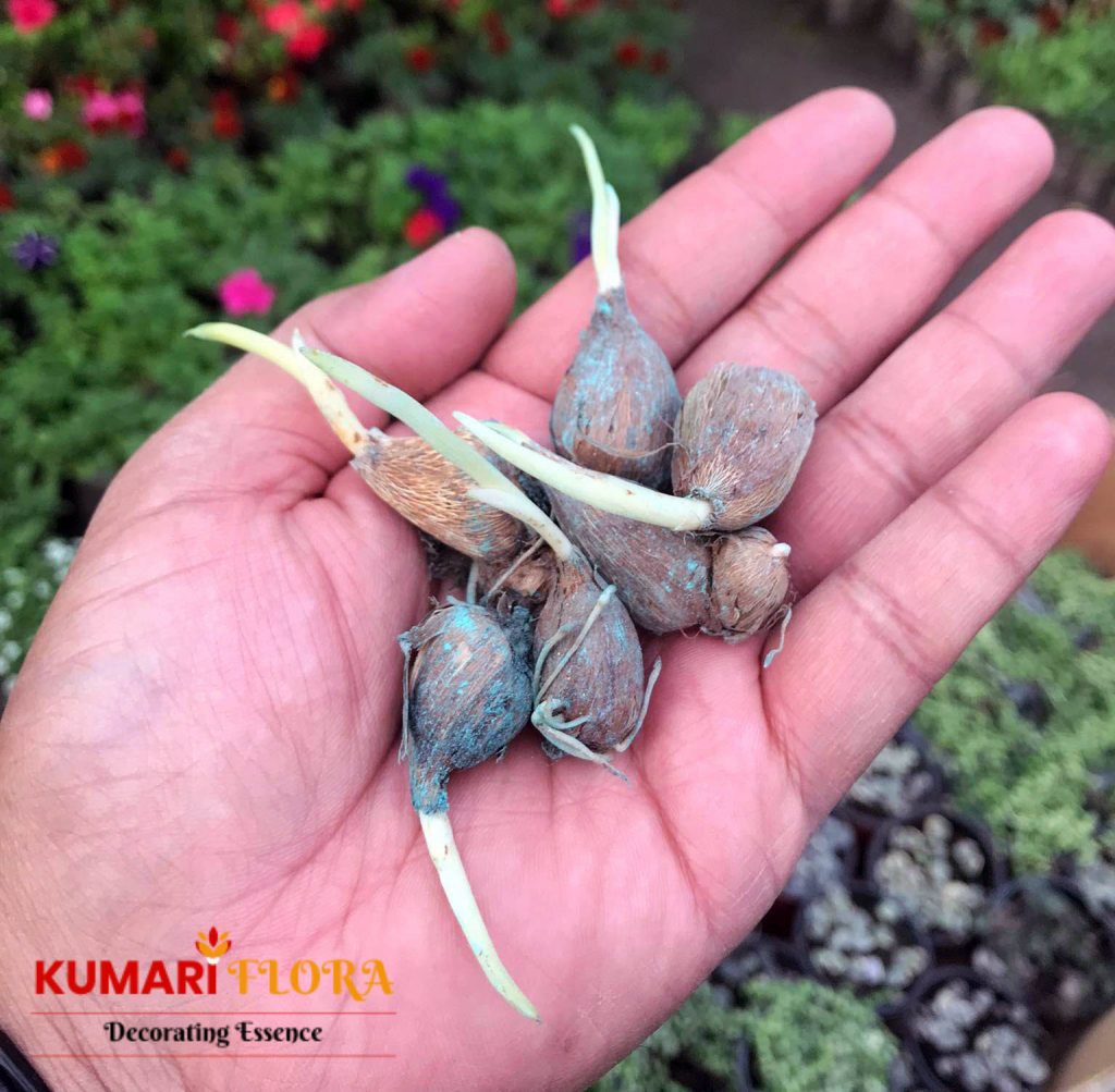 Freesia Bulbs – Kumari Flora